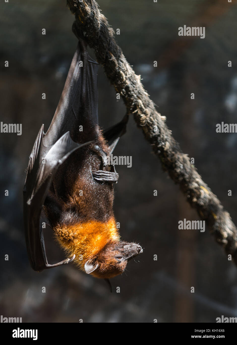 Flying fox bat face hi-res stock photography and images - Alamy