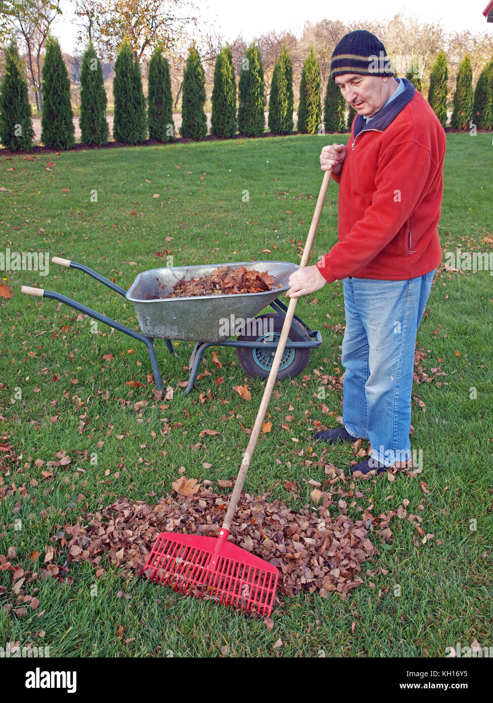Senior man raking autumn leaves in yard Stock Photo - Alamy