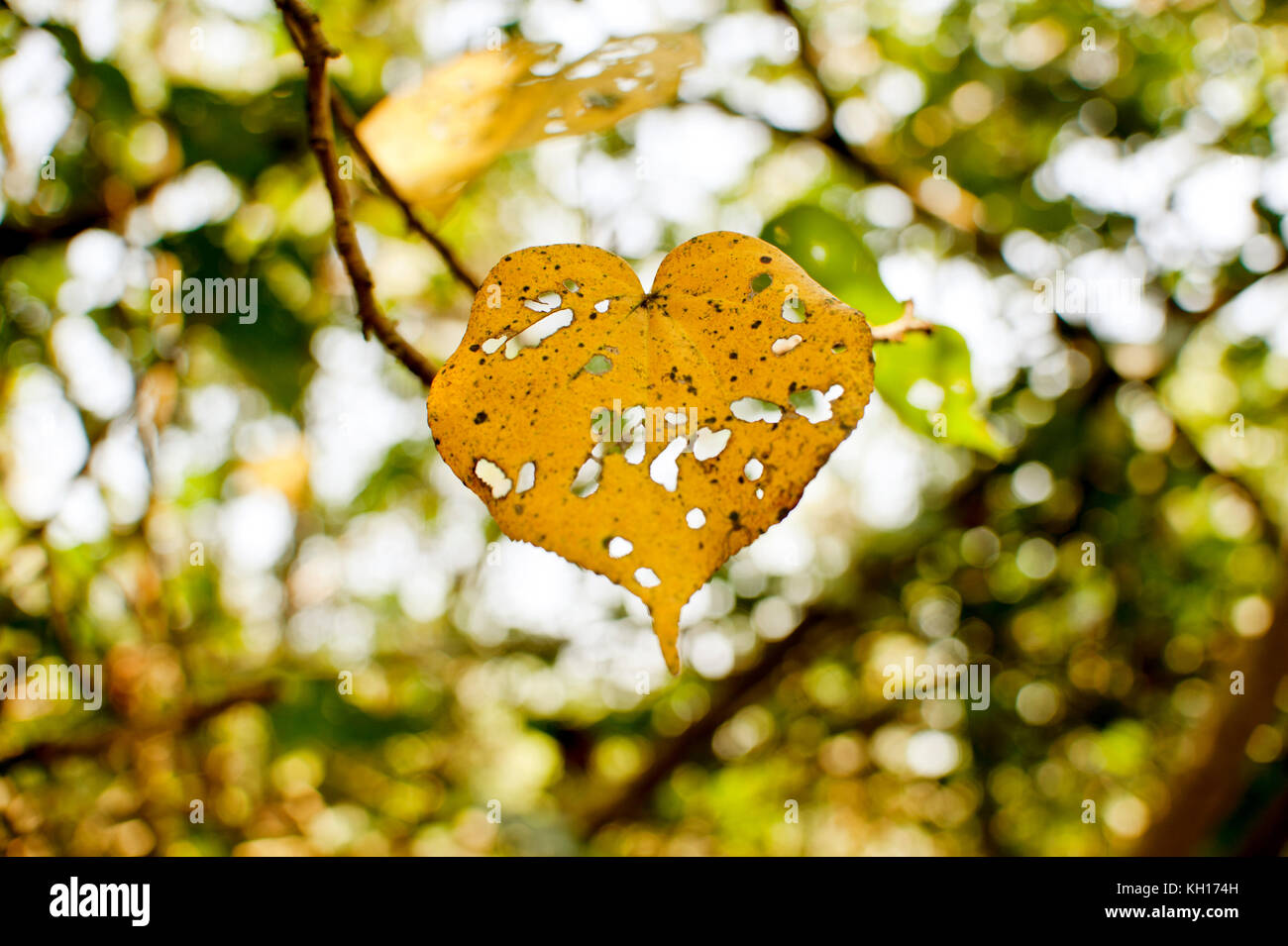 Broken yellow leaf Stock Photo - Alamy