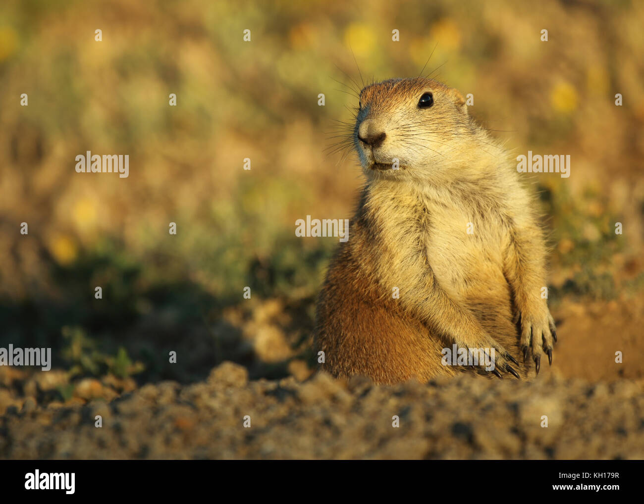 A Black-tailed Prairie Dog looking back from its den in the Badlands of ...