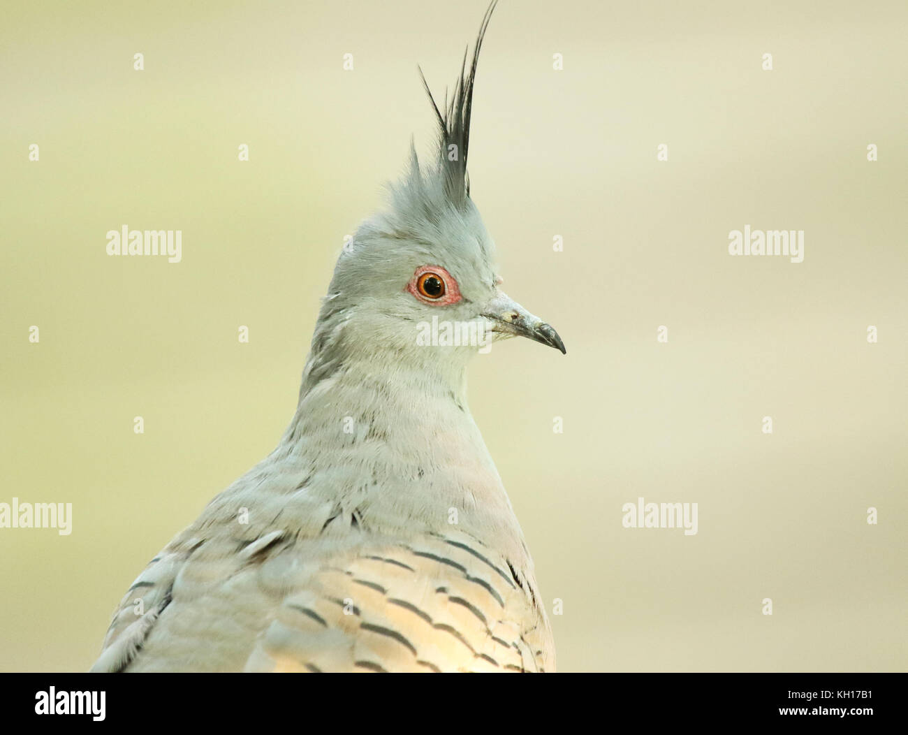 A portrait of a Crested Pigeon with it's crest raised Stock Photo - Alamy
