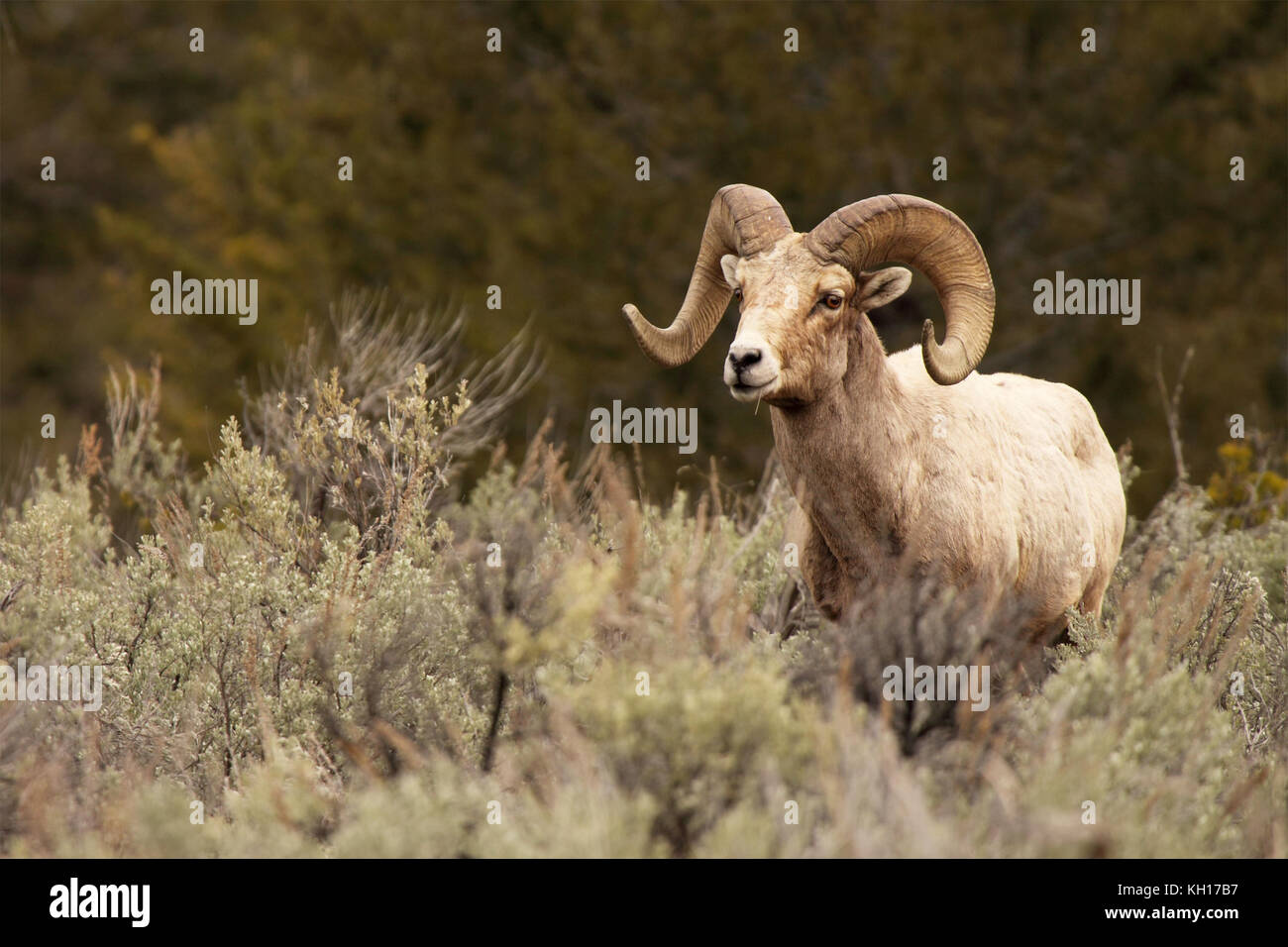 A Bighorn Ram looking up from feeding in sagebrush Stock Photo - Alamy