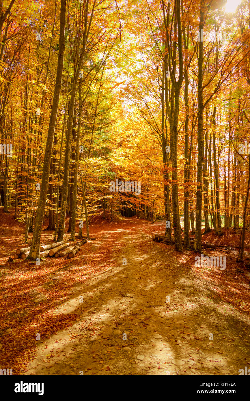 top of the trees in autumn forest at sunset Stock Photo - Alamy