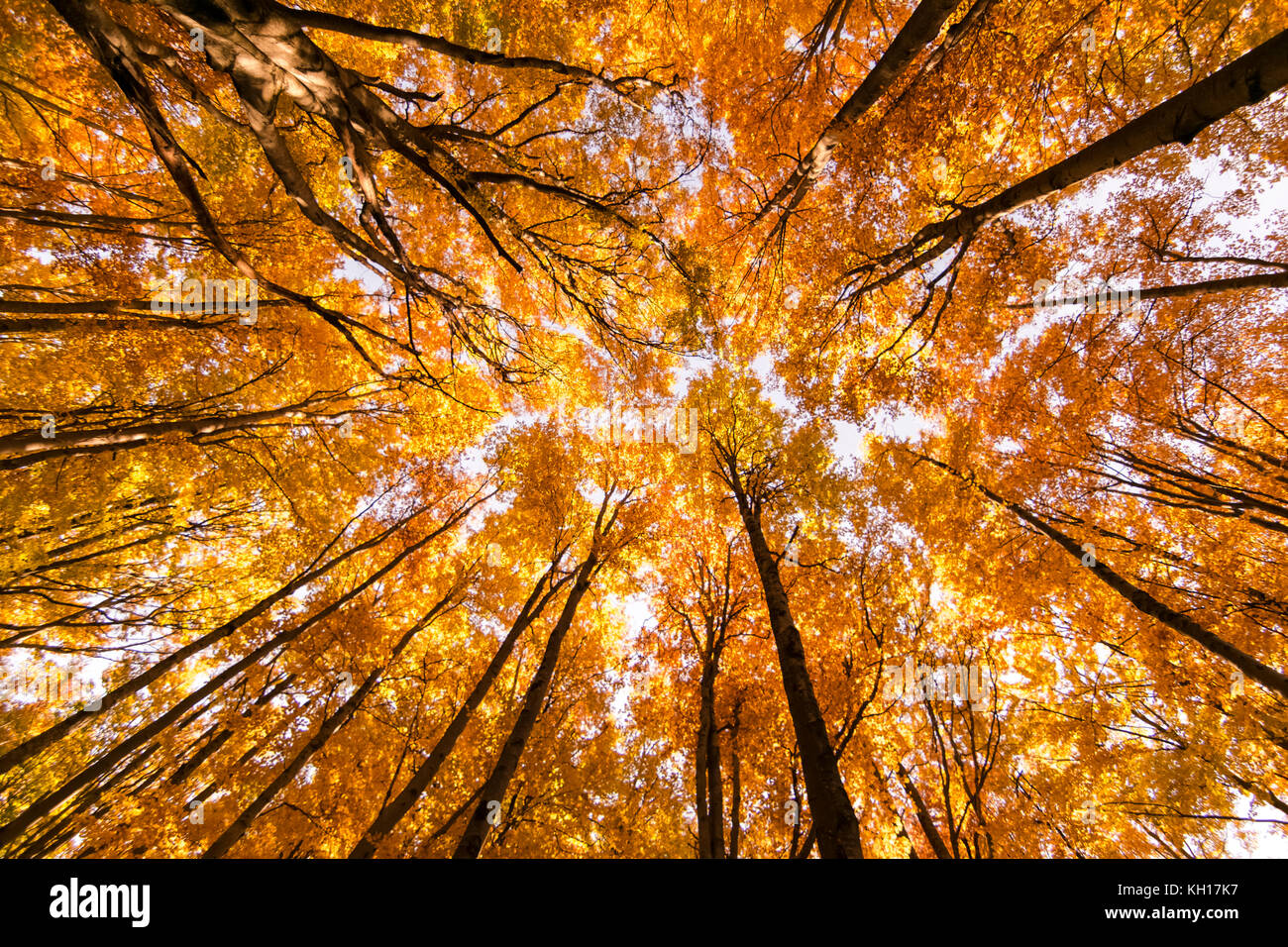 top of the trees in autumn forest at sunset Stock Photo - Alamy