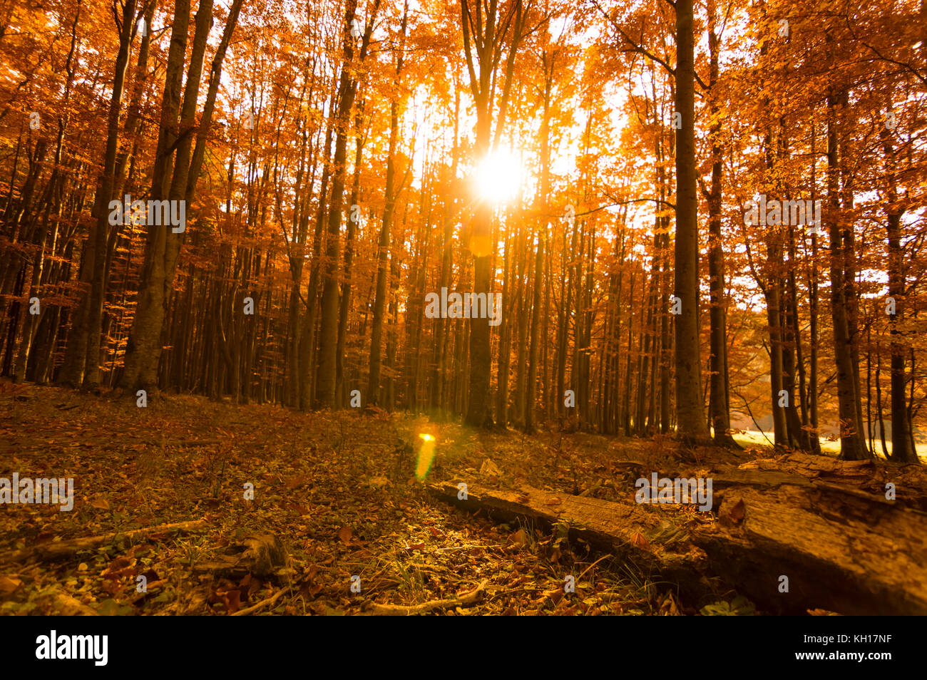 Sun rays through autumn trees and leaves Stock Photo - Alamy