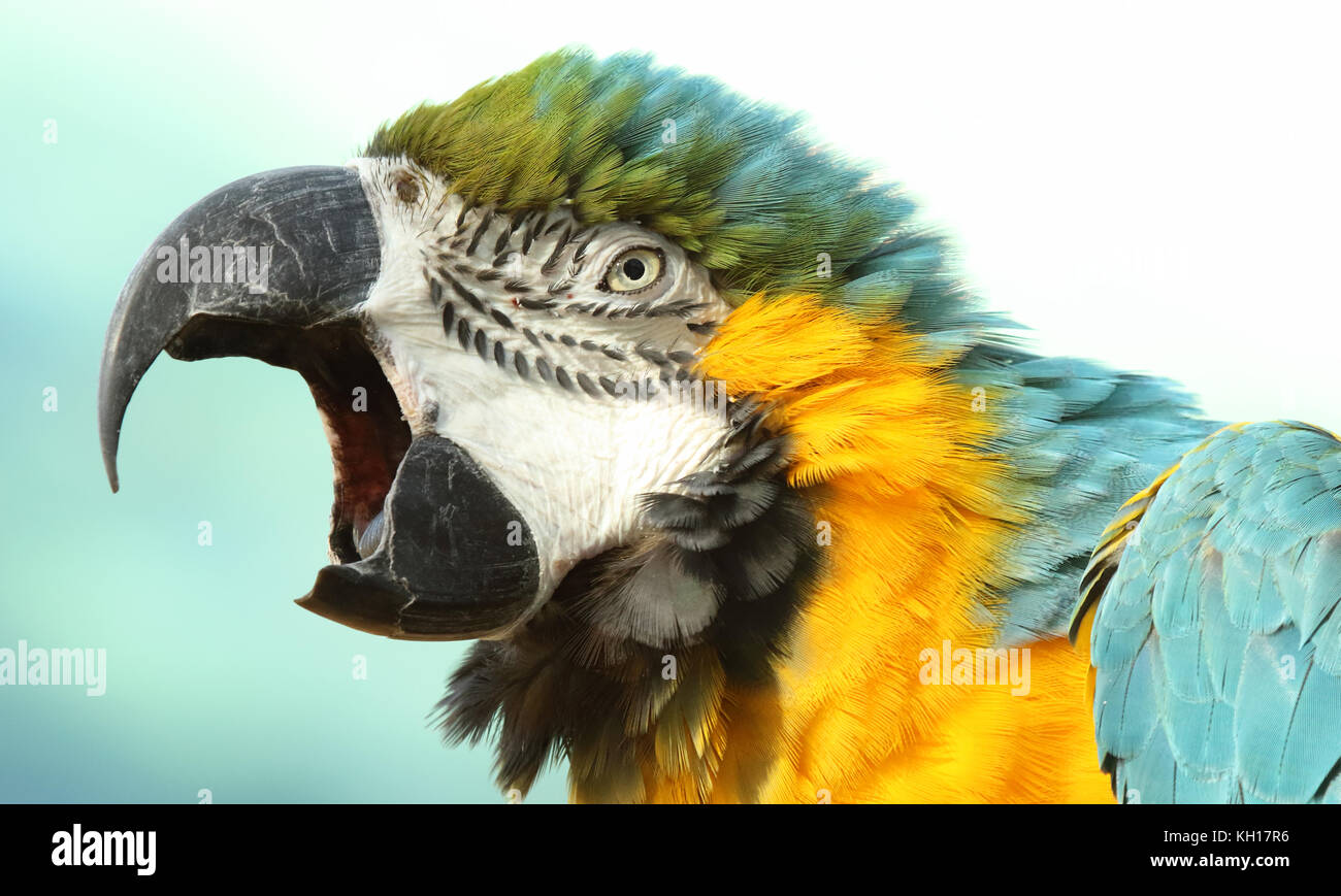 A Macaw calling loudly to its mate Stock Photo - Alamy