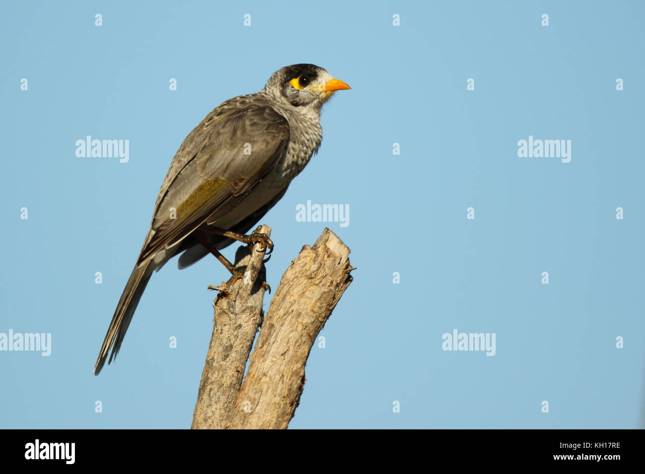 Hunched bird hi-res stock photography and images - Alamy