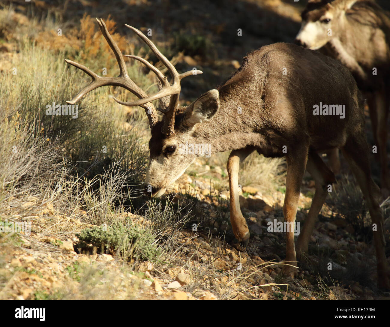 Mule deer arizona hi-res stock photography and images - Alamy