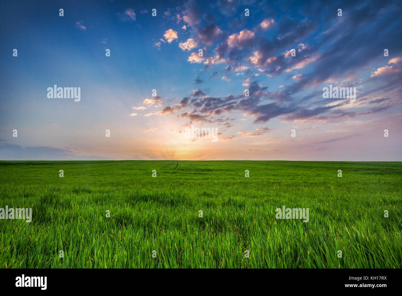 Field of spring fresh green grass Stock Photo - Alamy