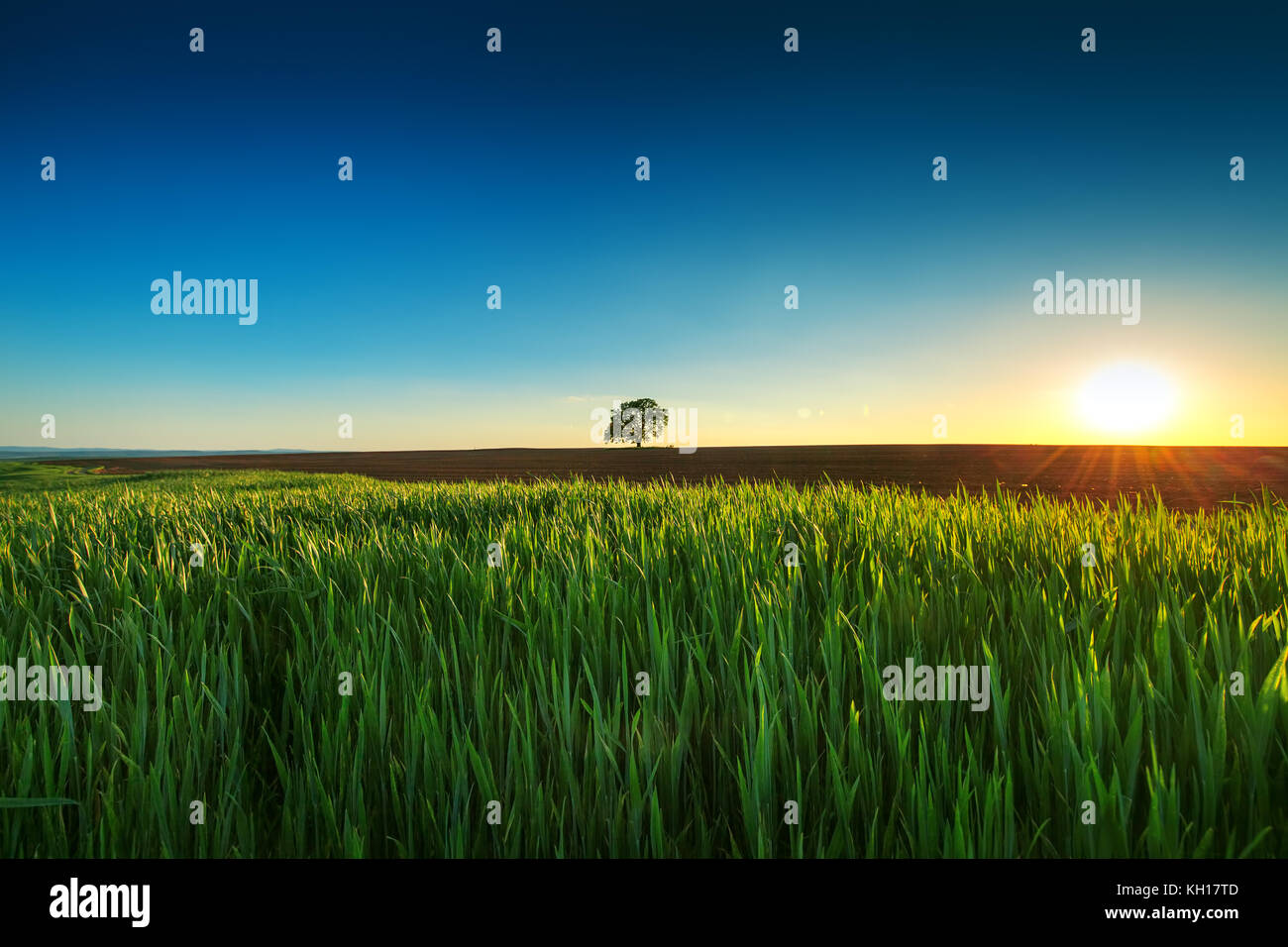 Tree in the field, sunset shot Stock Photo - Alamy
