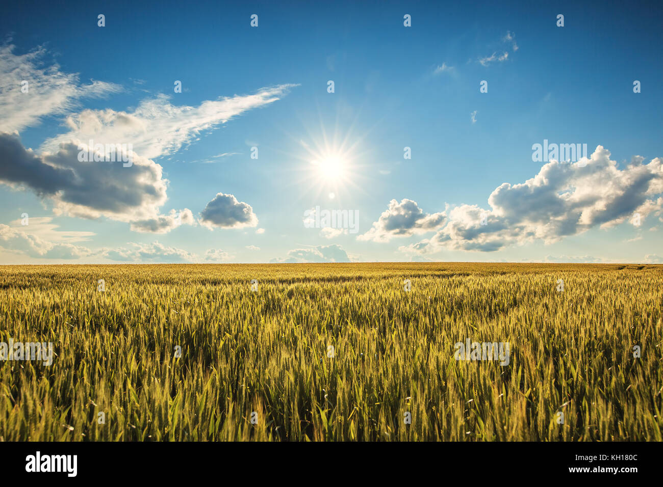 Golden wheat field and sunny day Stock Photo - Alamy