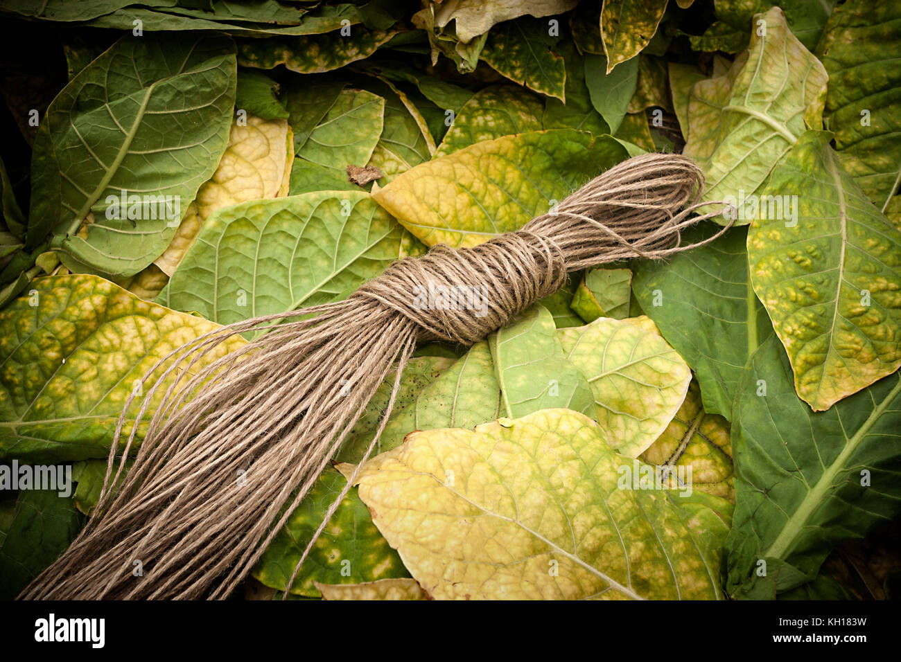 Rope tobacco hi-res stock photography and images - Alamy