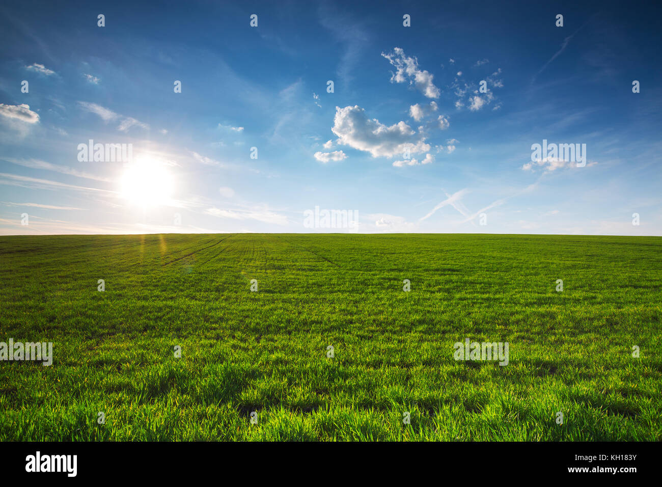 Field of spring fresh green grass Stock Photo - Alamy