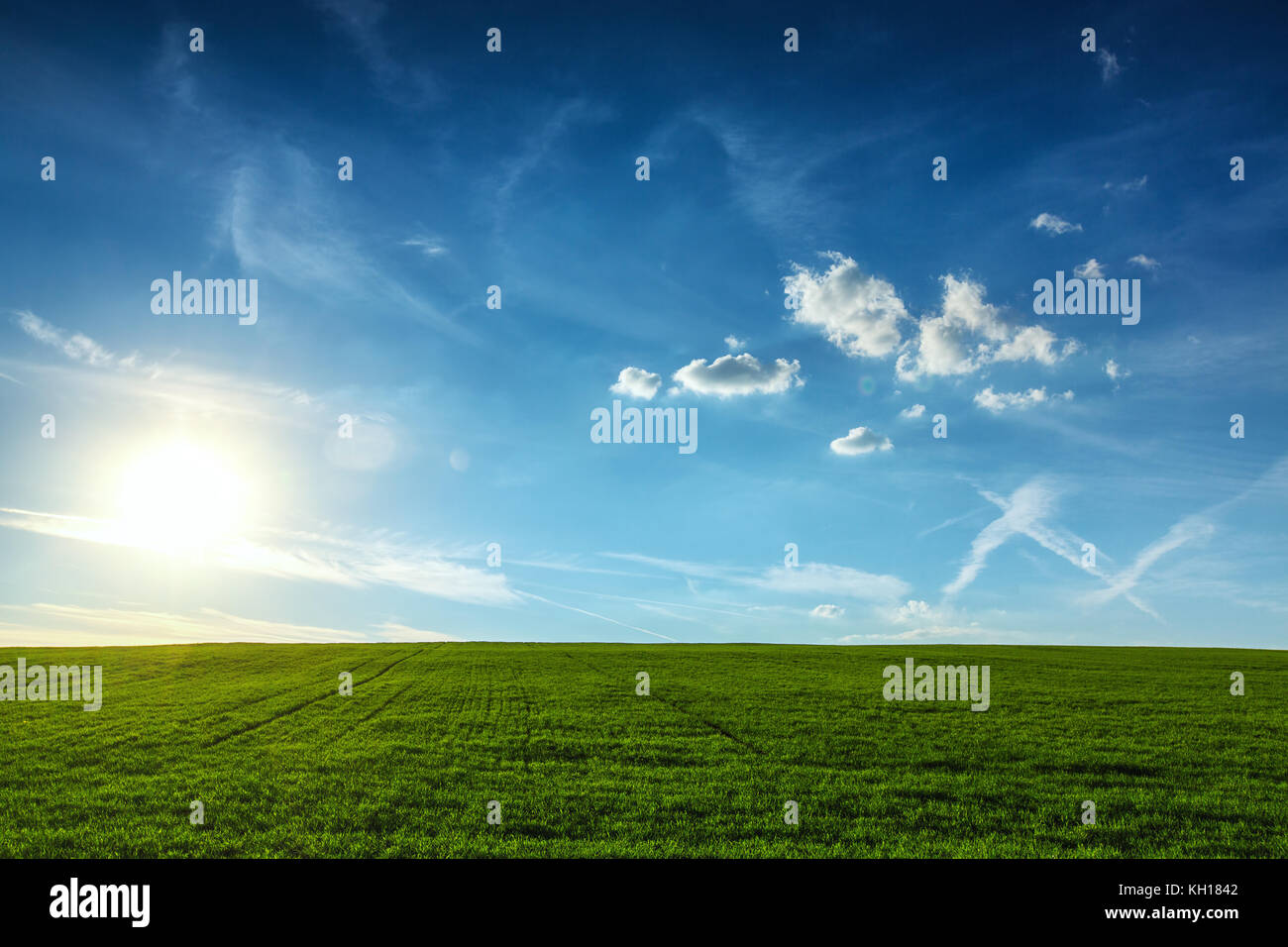 Field of spring fresh green grass Stock Photo - Alamy