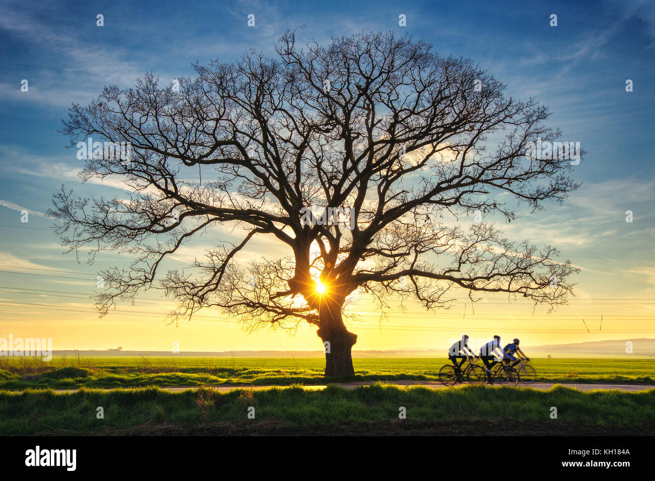 Lonely tree in a field, sunset shot Stock Photo - Alamy