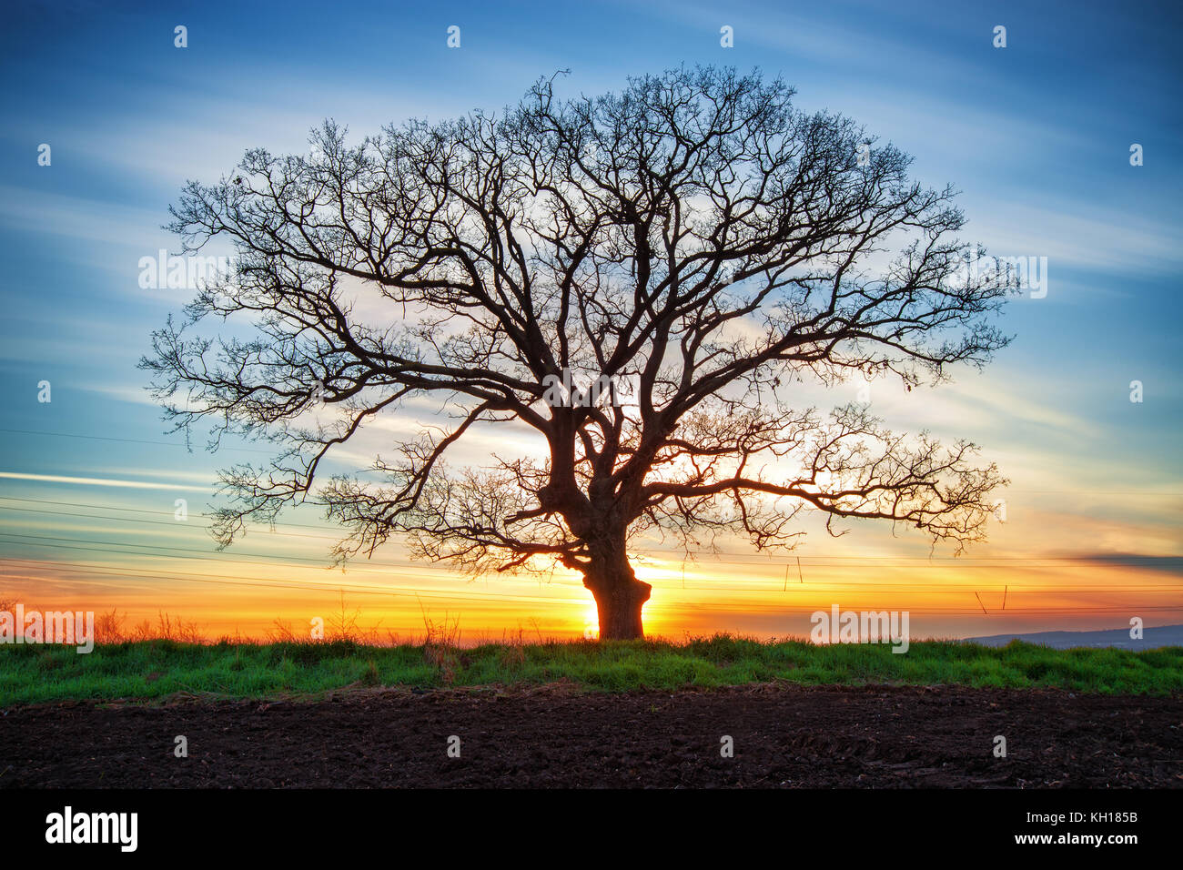 Lonely tree in a field, sunset shot Stock Photo - Alamy
