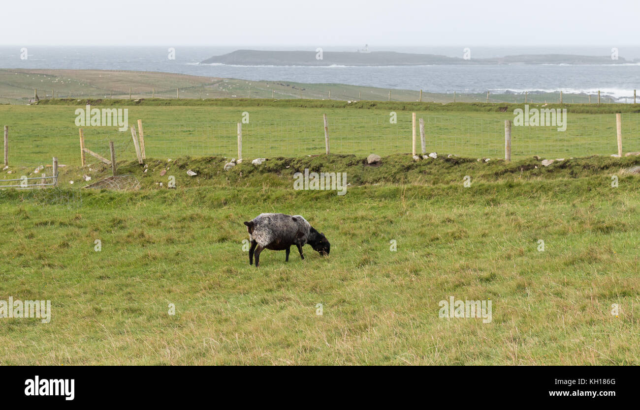 Donegal sheep hi-res stock photography and images - Alamy