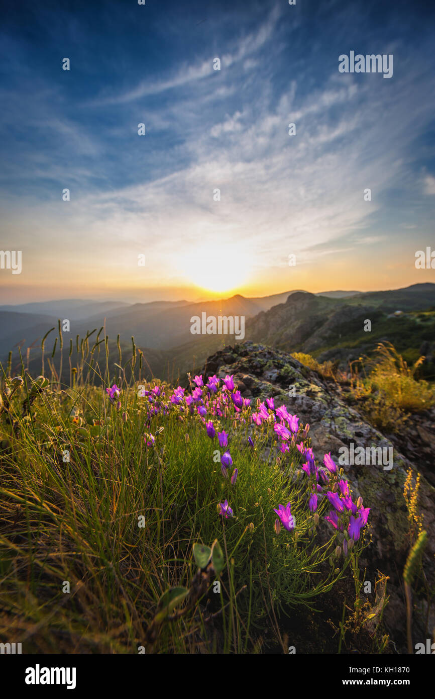 Spring landscape in mountains with flower, sunrise shot Stock Photo - Alamy