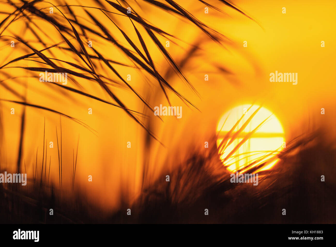 Blurry sunset with grass Stock Photo - Alamy