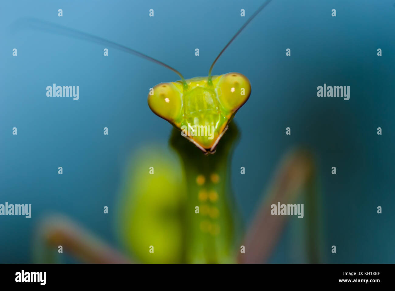Green praying mantis Stock Photo - Alamy