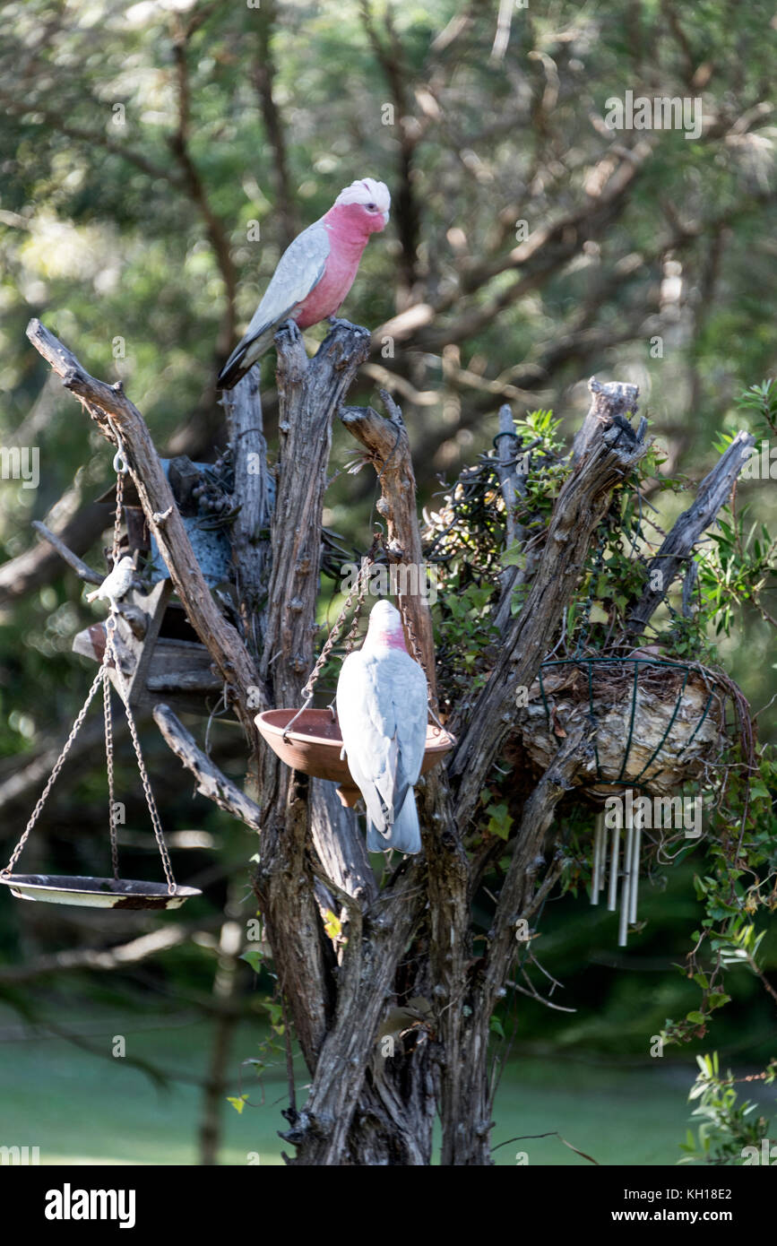Ground feeder hi-res stock photography and images - Alamy