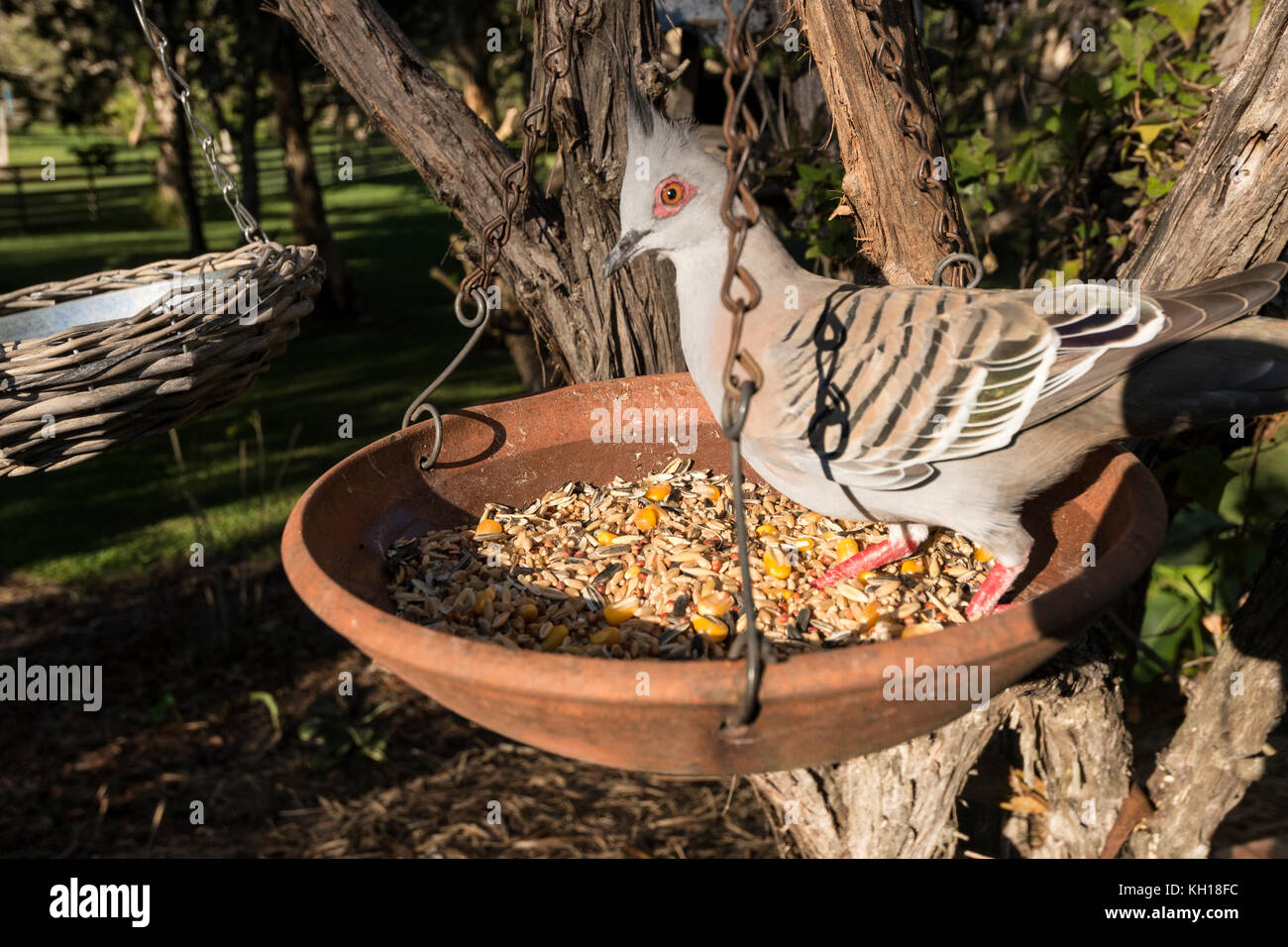A Crested Pigeon or Australian pigeon in Queensland, Australia Stock ...