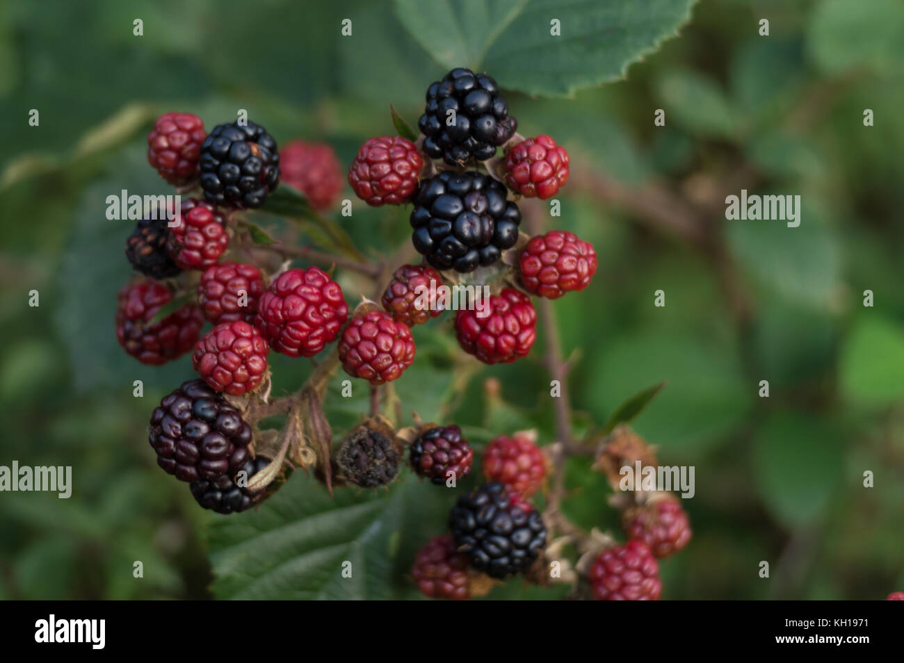 Rubus fruticosus growth hi-res stock photography and images - Alamy