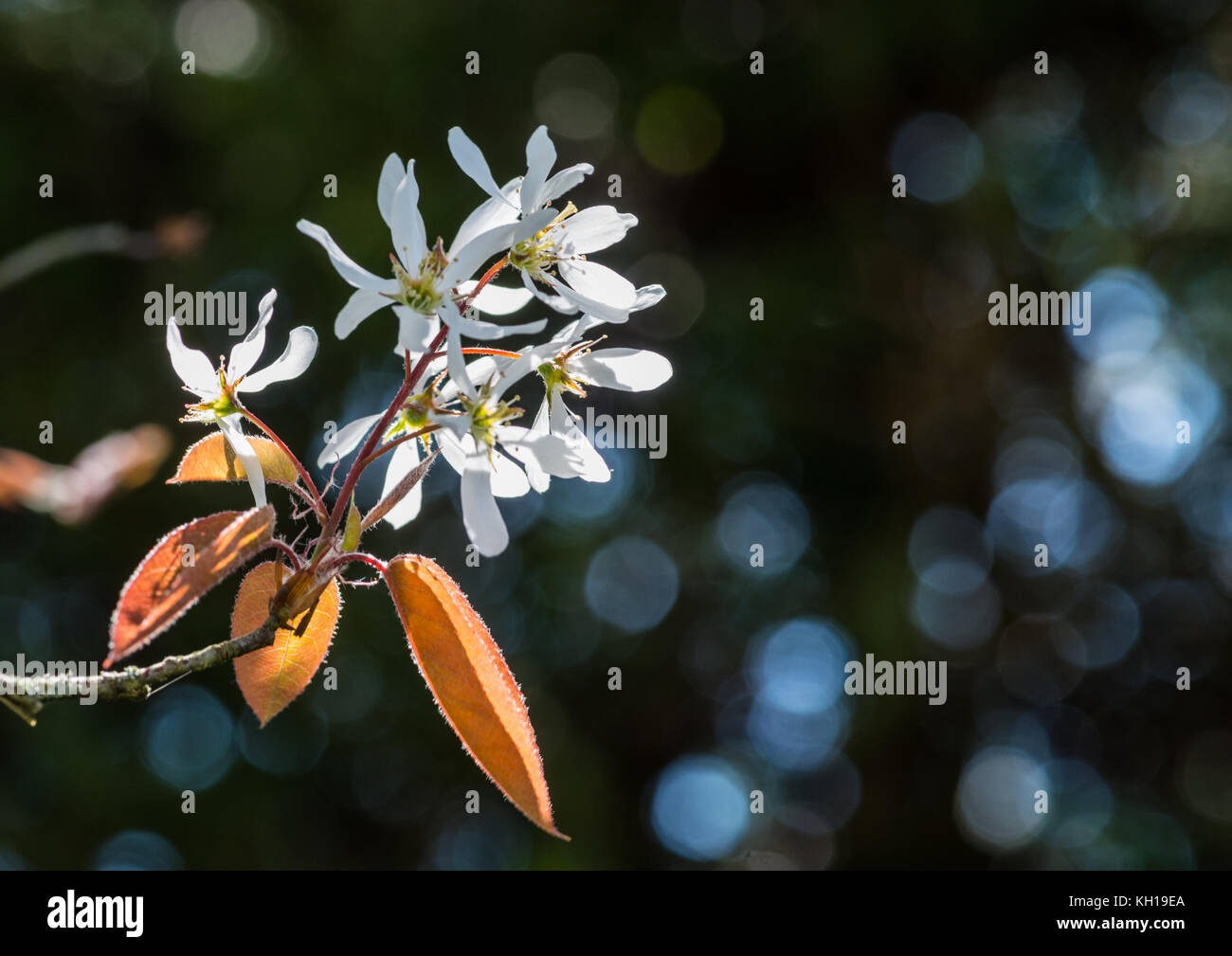 Amelanchier tree green hi-res stock photography and images - Alamy