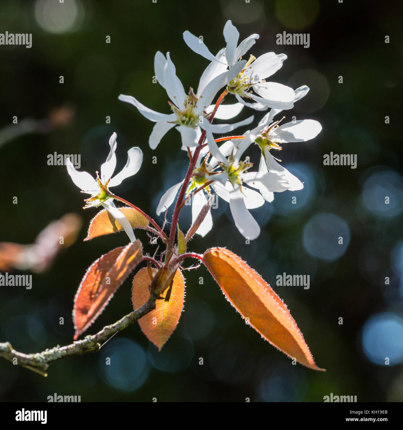 Amelanchier tree green hi-res stock photography and images - Alamy