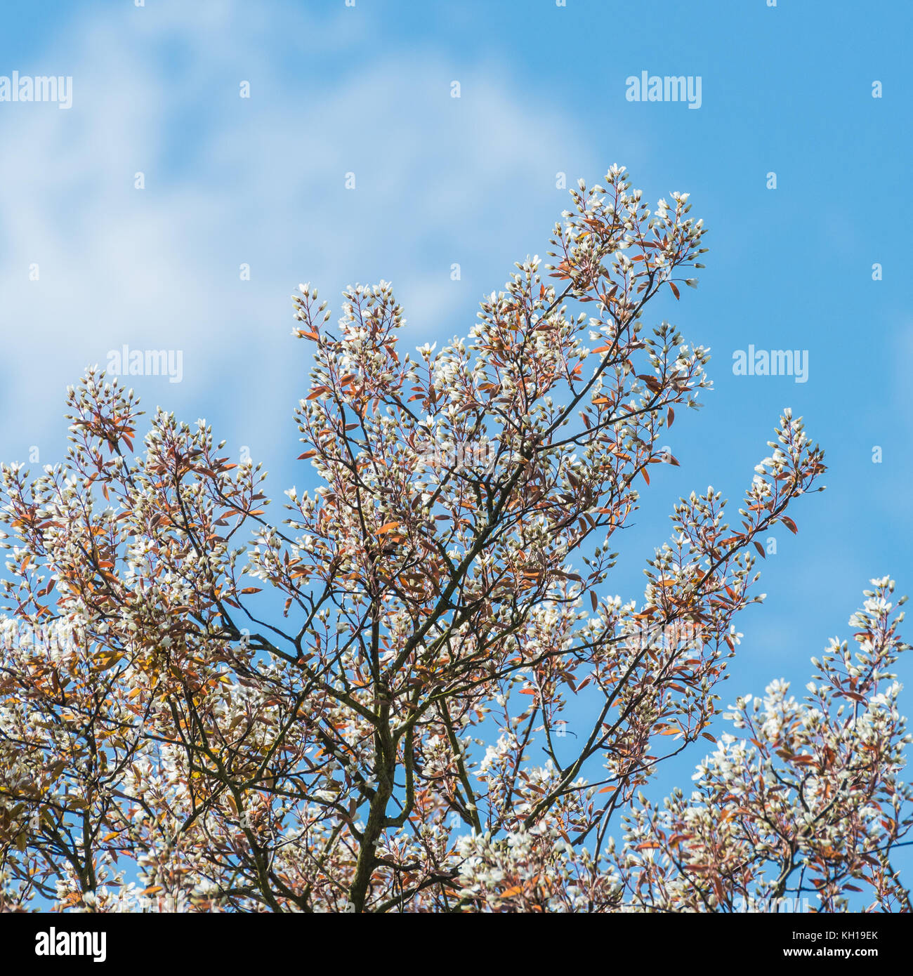 A shot of some amelanchier tree blossom Stock Photo - Alamy
