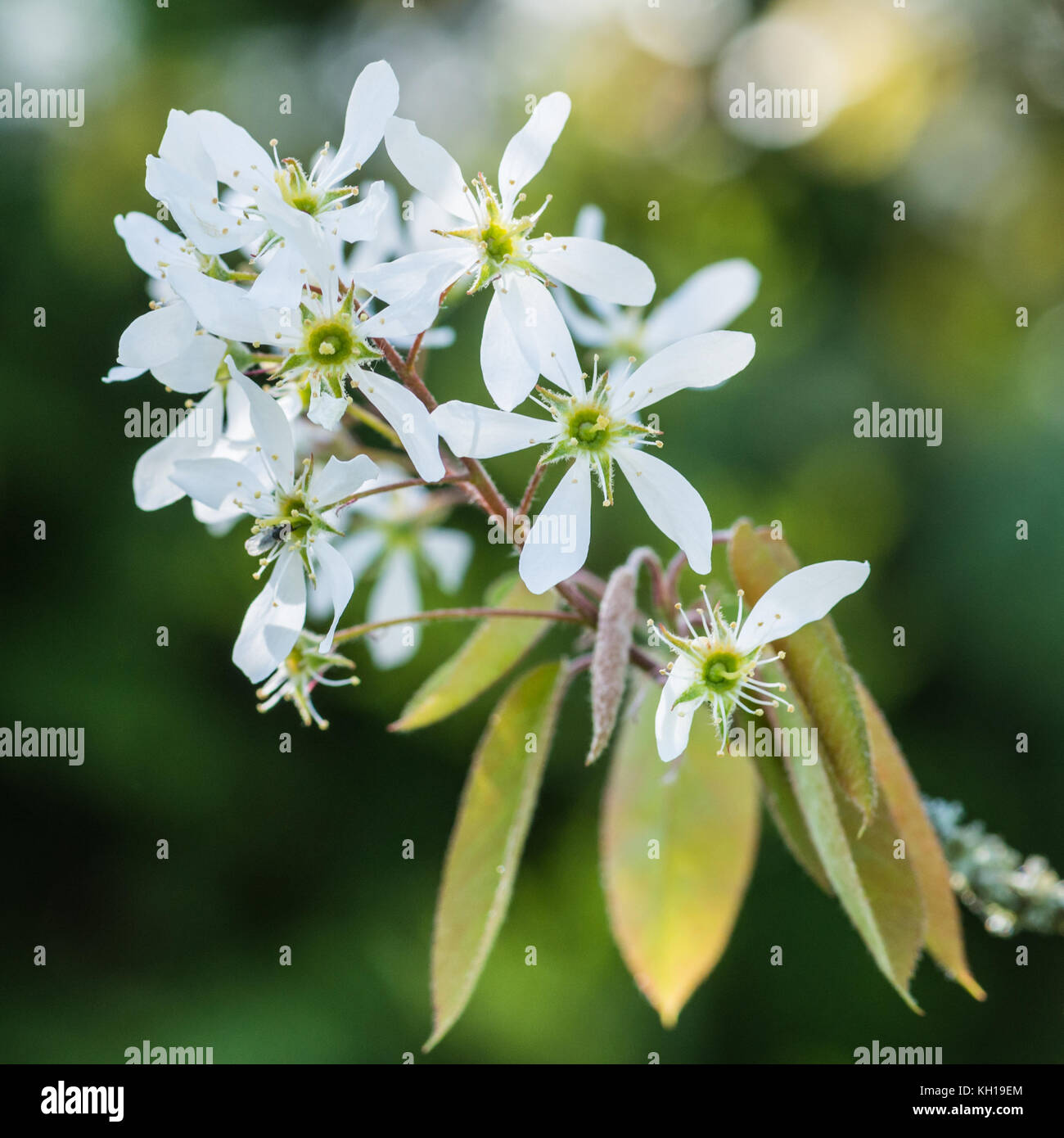 Amelanchier Tree High Resolution Stock Photography and Images - Alamy