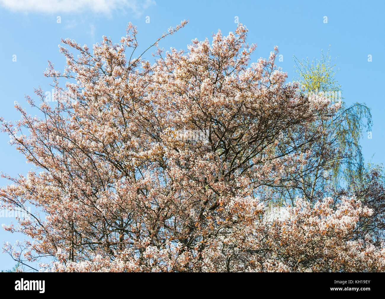 Amelanchier blossom hi-res stock photography and images - Alamy