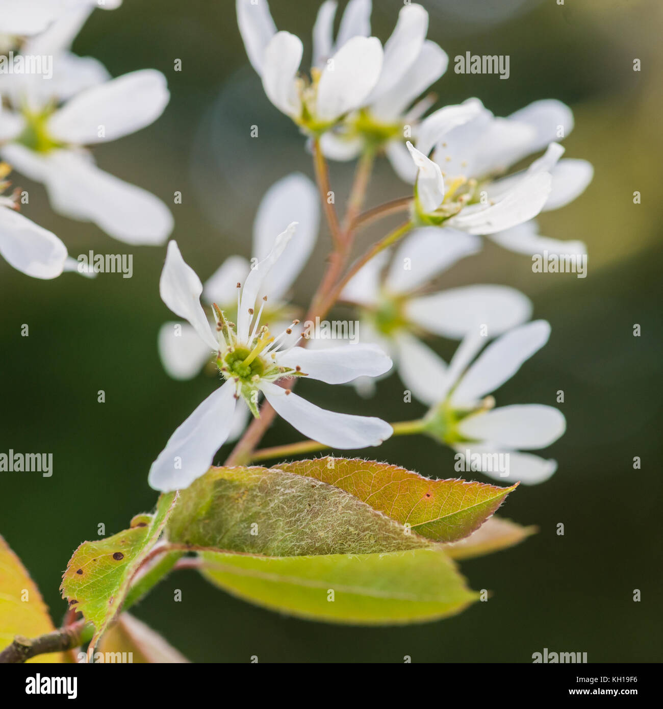 A macro shot of the white blossom of an amelanchier tree Stock Photo ...