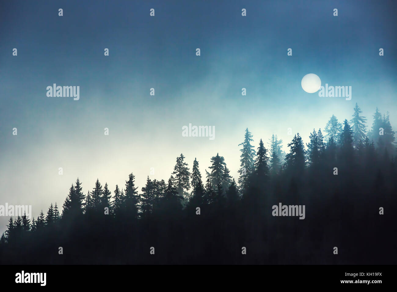 Misty pine forest hi-res stock photography and images - Alamy