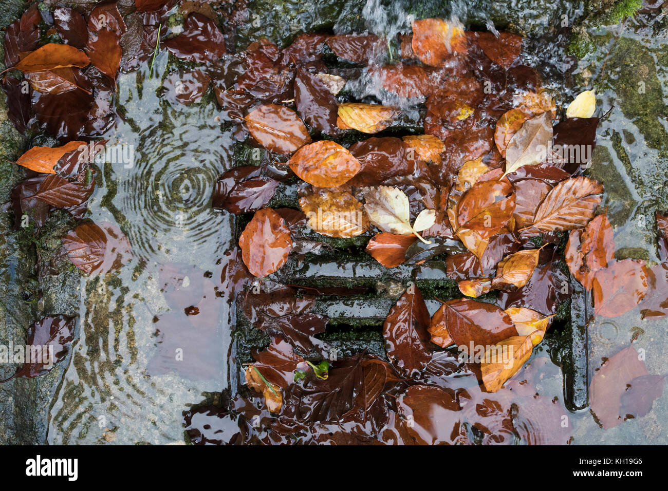 Autumn silver birch leaves blocking a street drain cover. UK Stock ...