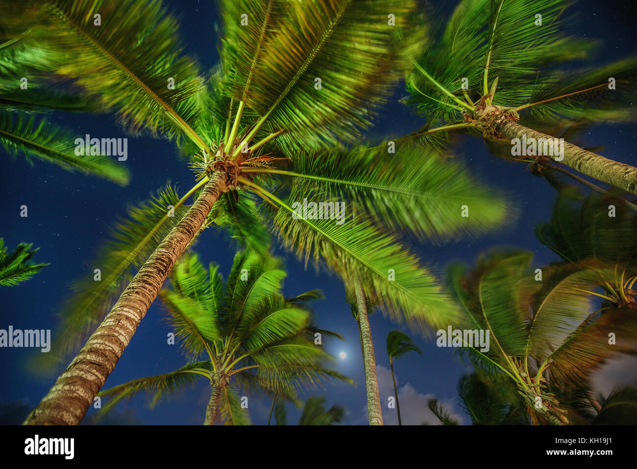 Coconut palm trees perspective view at night Stock Photo - Alamy