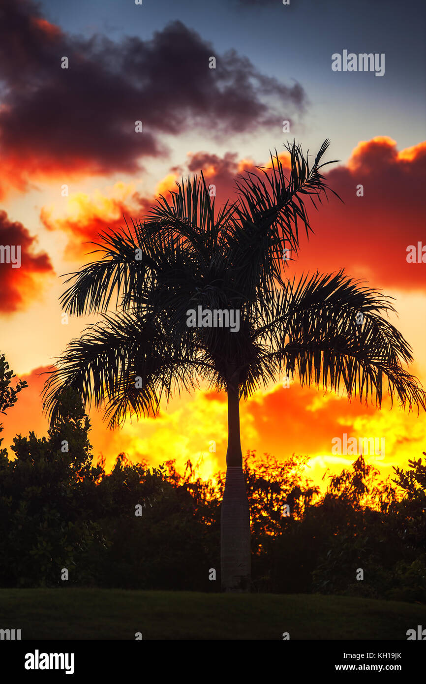 Beautiful sunset beach trees hi-res stock photography and images - Alamy