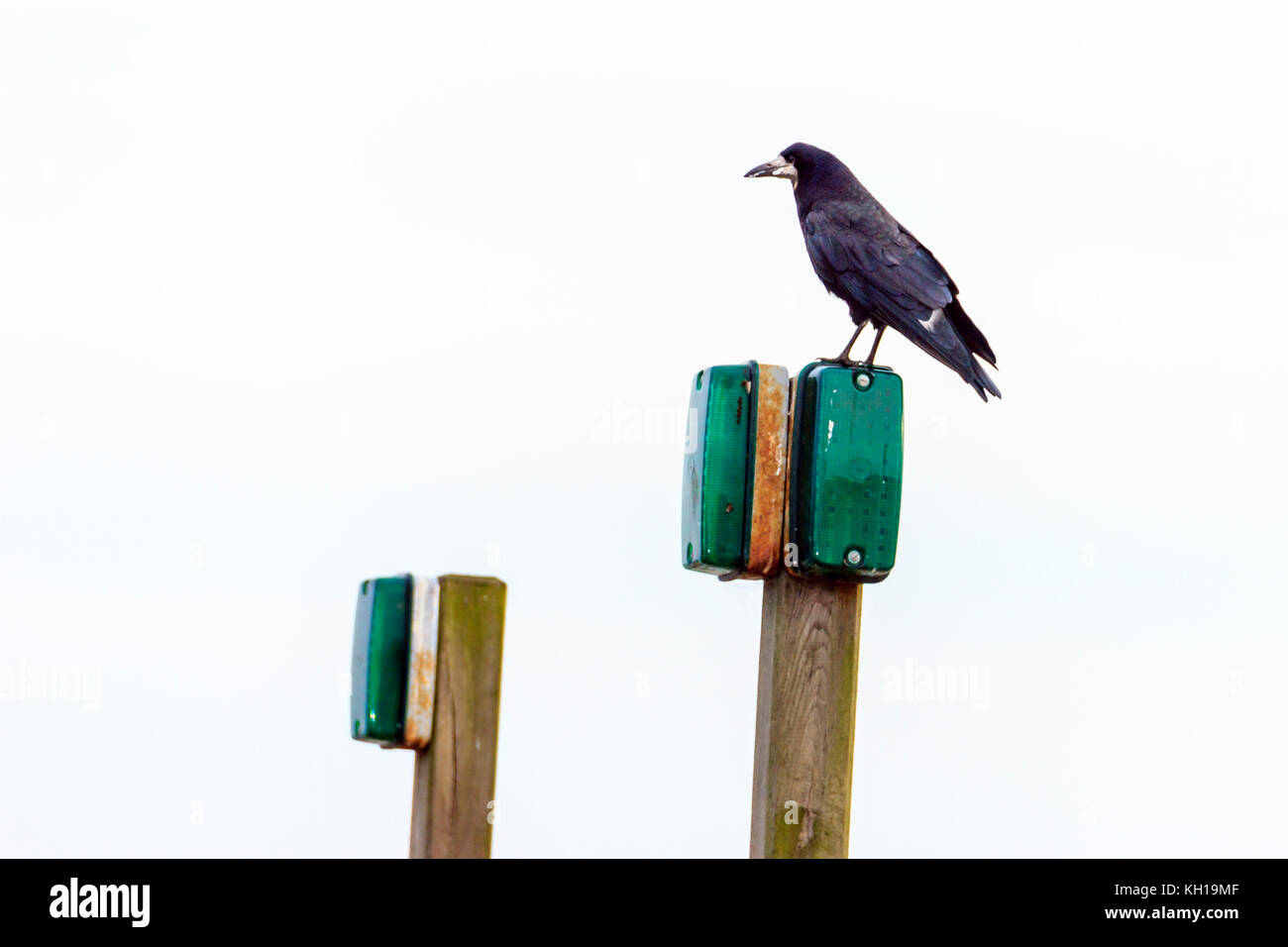 A single crow perched on coastal warning lights Stock Photo - Alamy