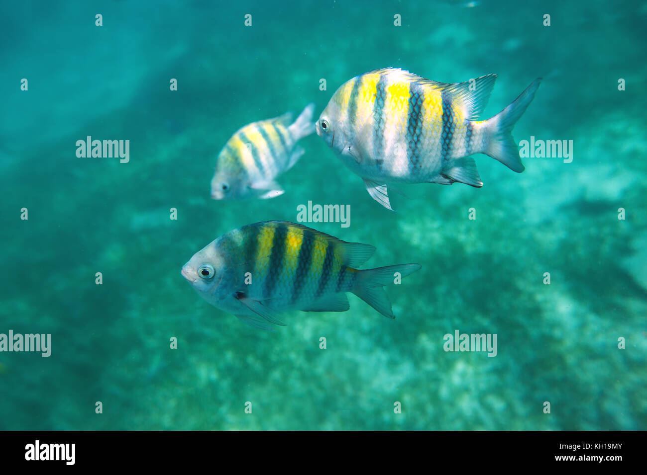 Photo of a tropical Fish on a coral reef Stock Photo - Alamy