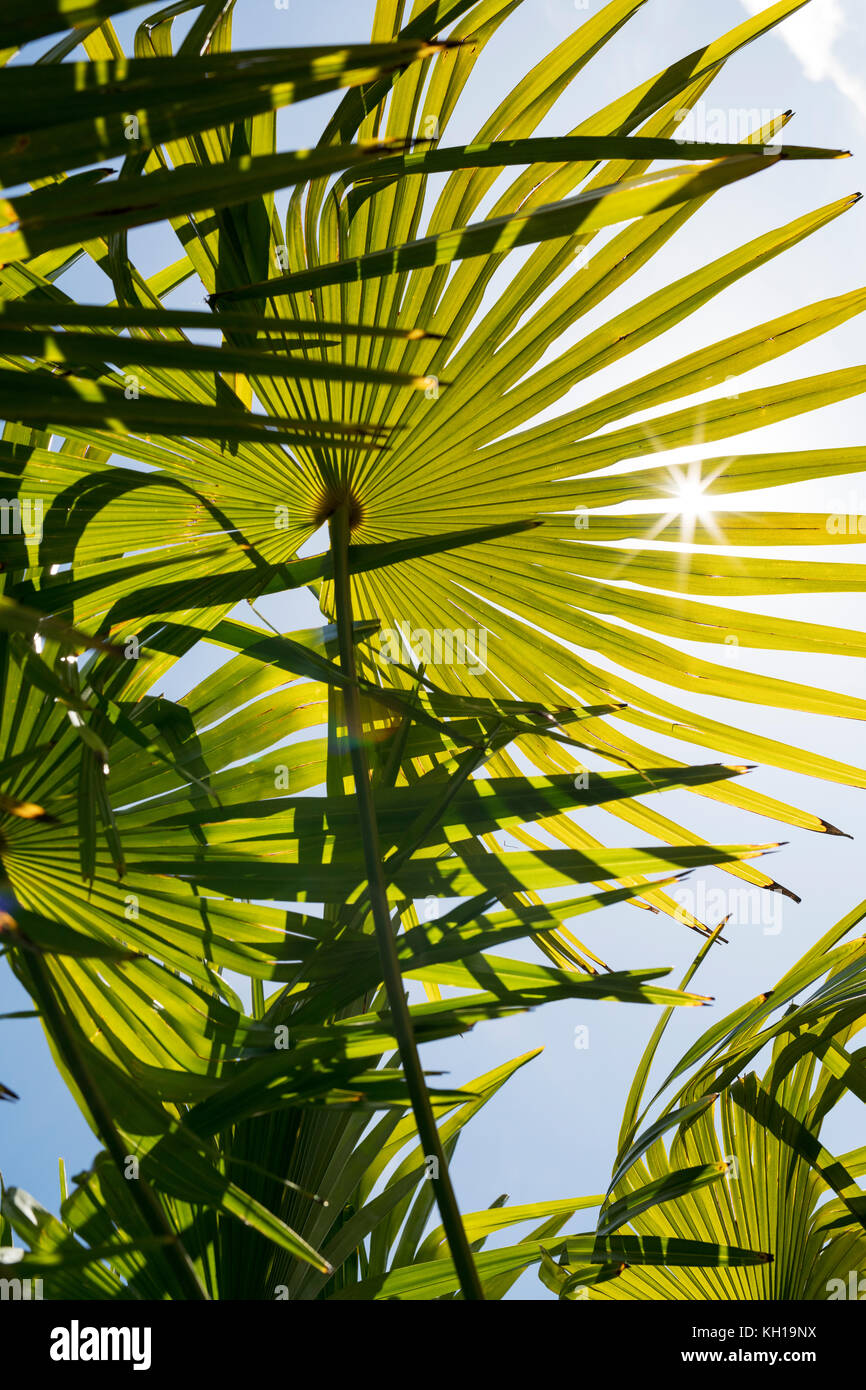 Trachycarpus Nova. Fan Palm fronds and sunlight at RHS Wisley Gardens ...