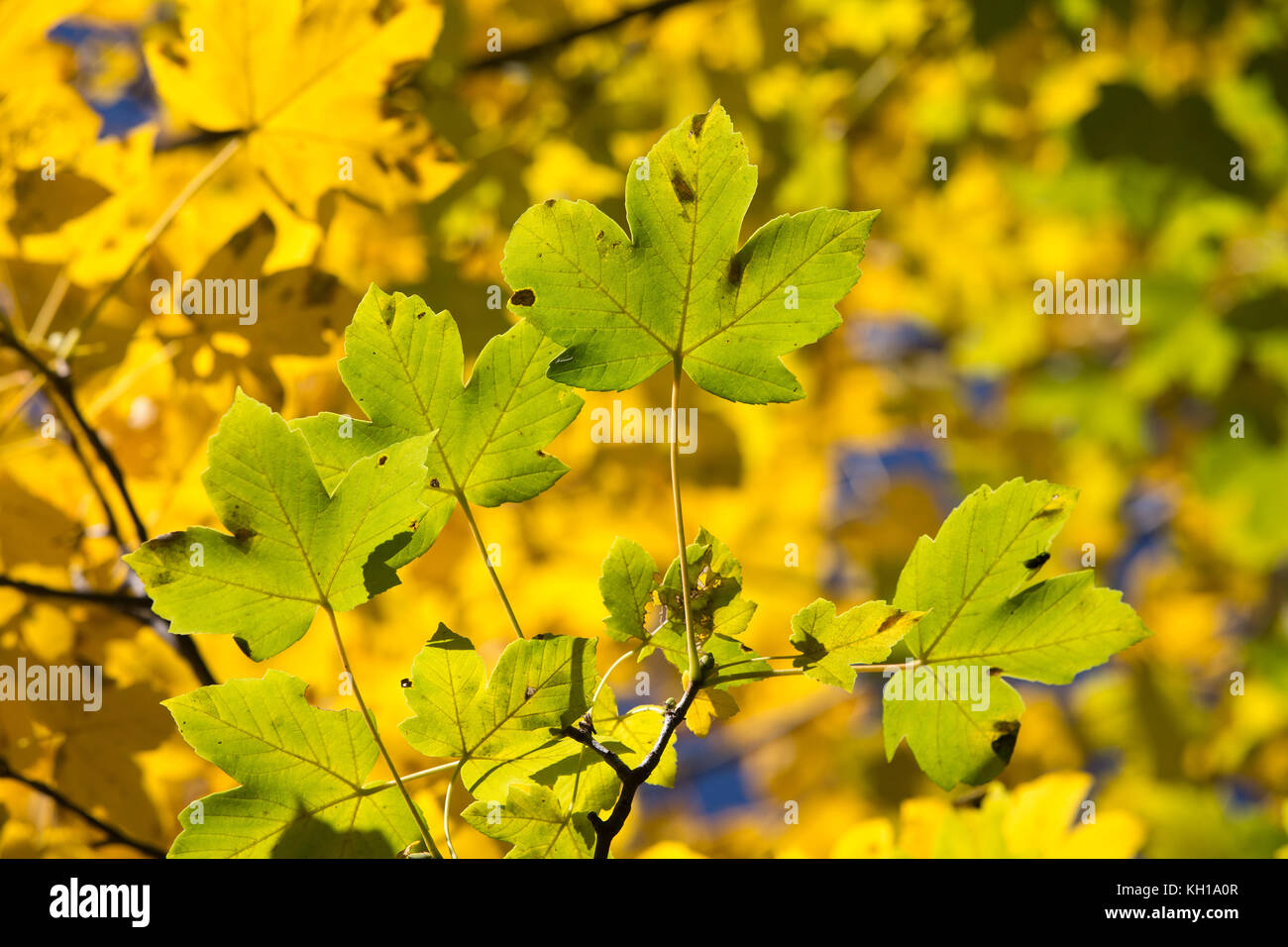 Natural autumn textures: Bright yellow colored Maple or Sycamore leaves ...