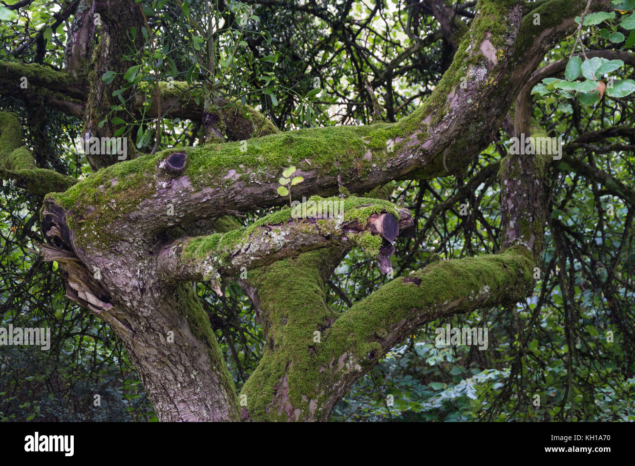 Mistletoe covered tree hi-res stock photography and images - Alamy