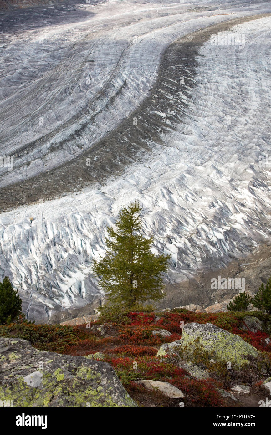 Alpine landscape in autumn: Pine tree and bright red fall leaves of ...
