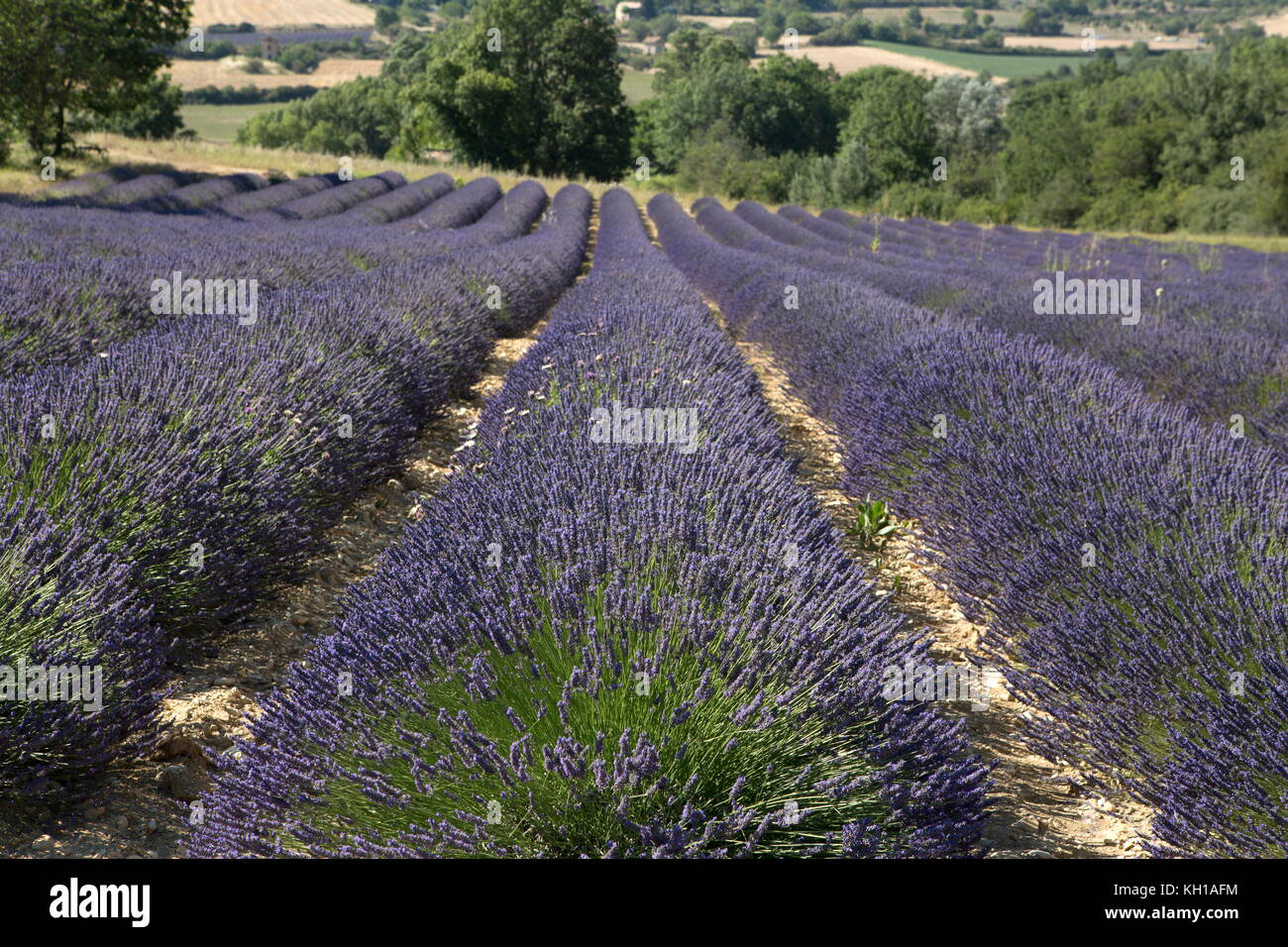Valensole hi-res stock photography and images - Alamy