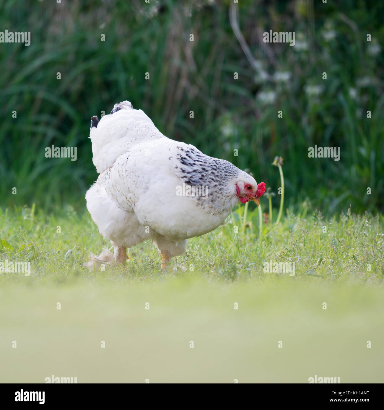 White Wyandotte Chicken Stock Photos & White Wyandotte Chicken Stock ...