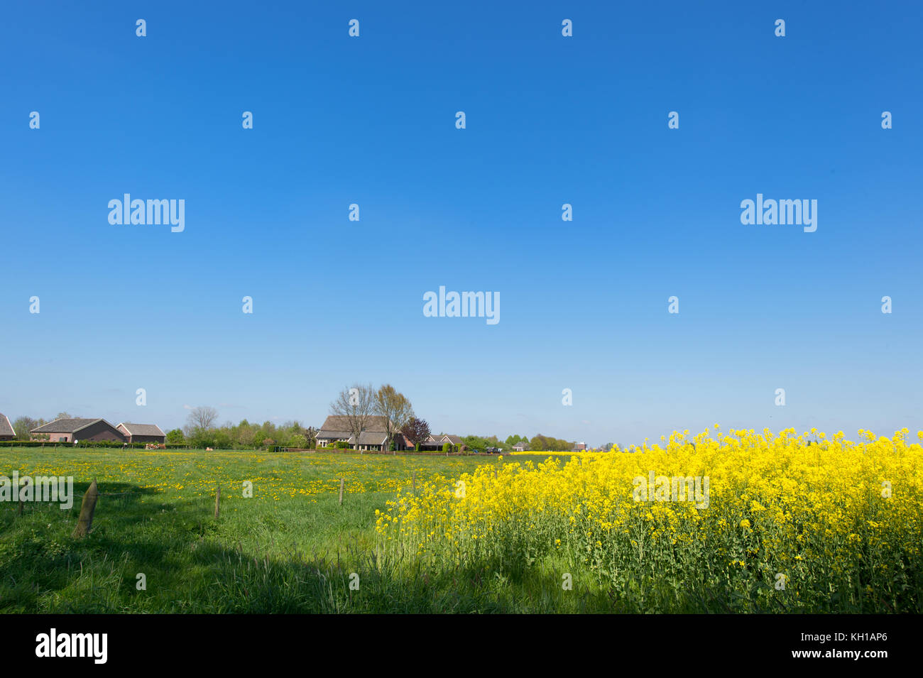 Landscape with rape seed and farm houses Stock Photo - Alamy