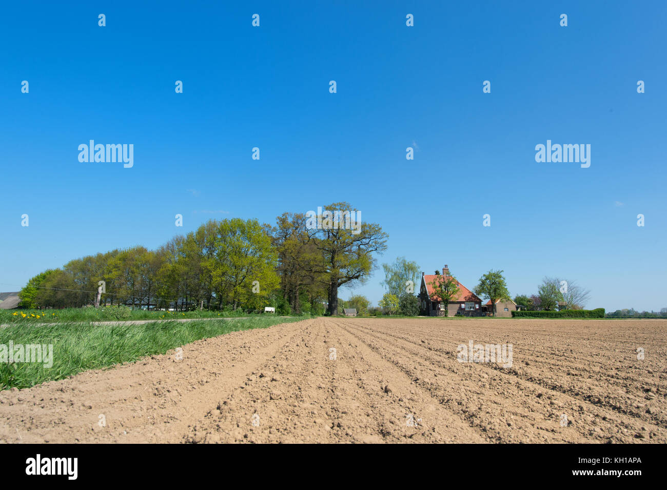 Agriculture in Holland with potato field Stock Photo - Alamy