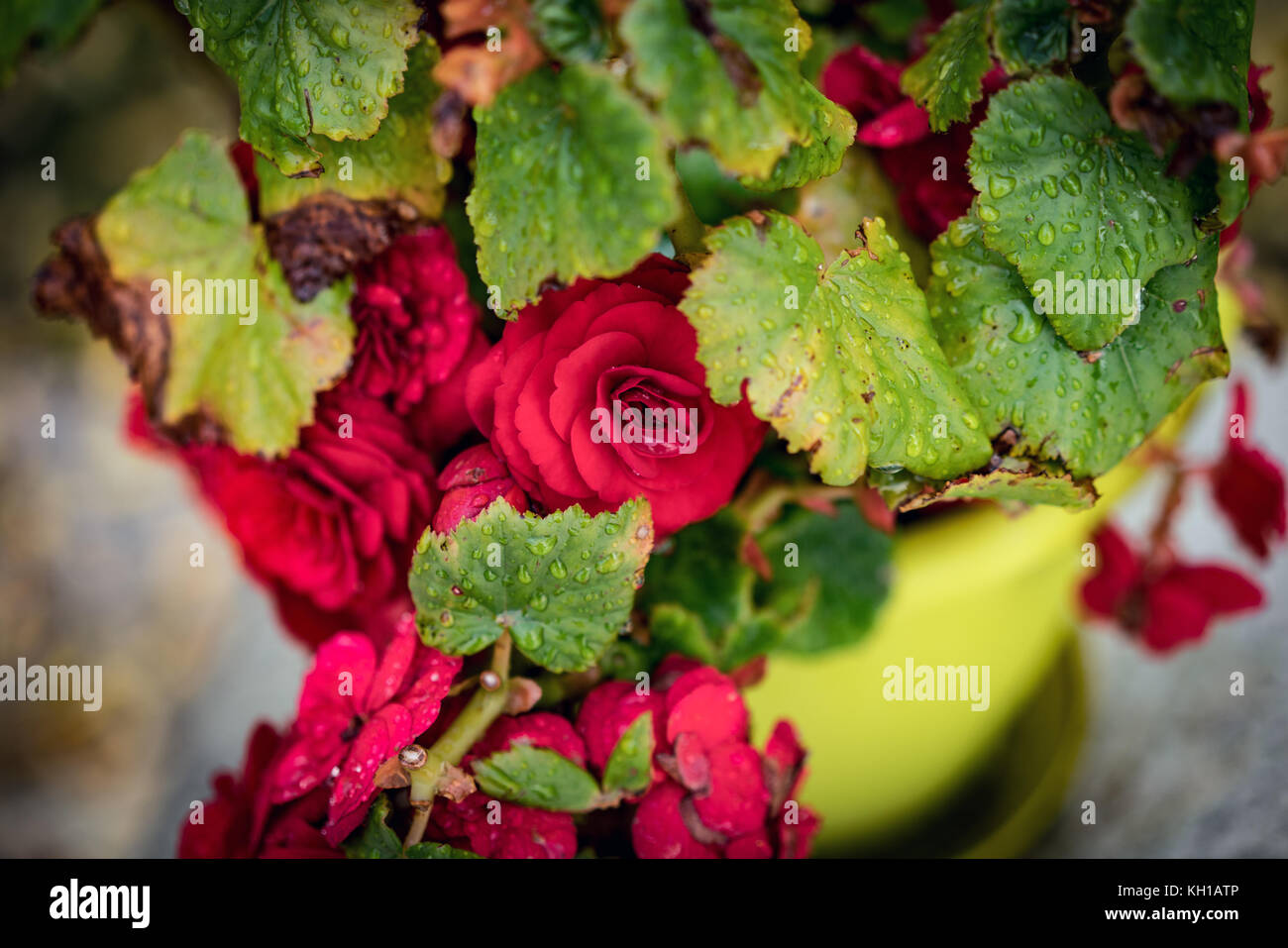 Beautiful Smal Red Rose, After Rain, close up Stock Photo - Alamy