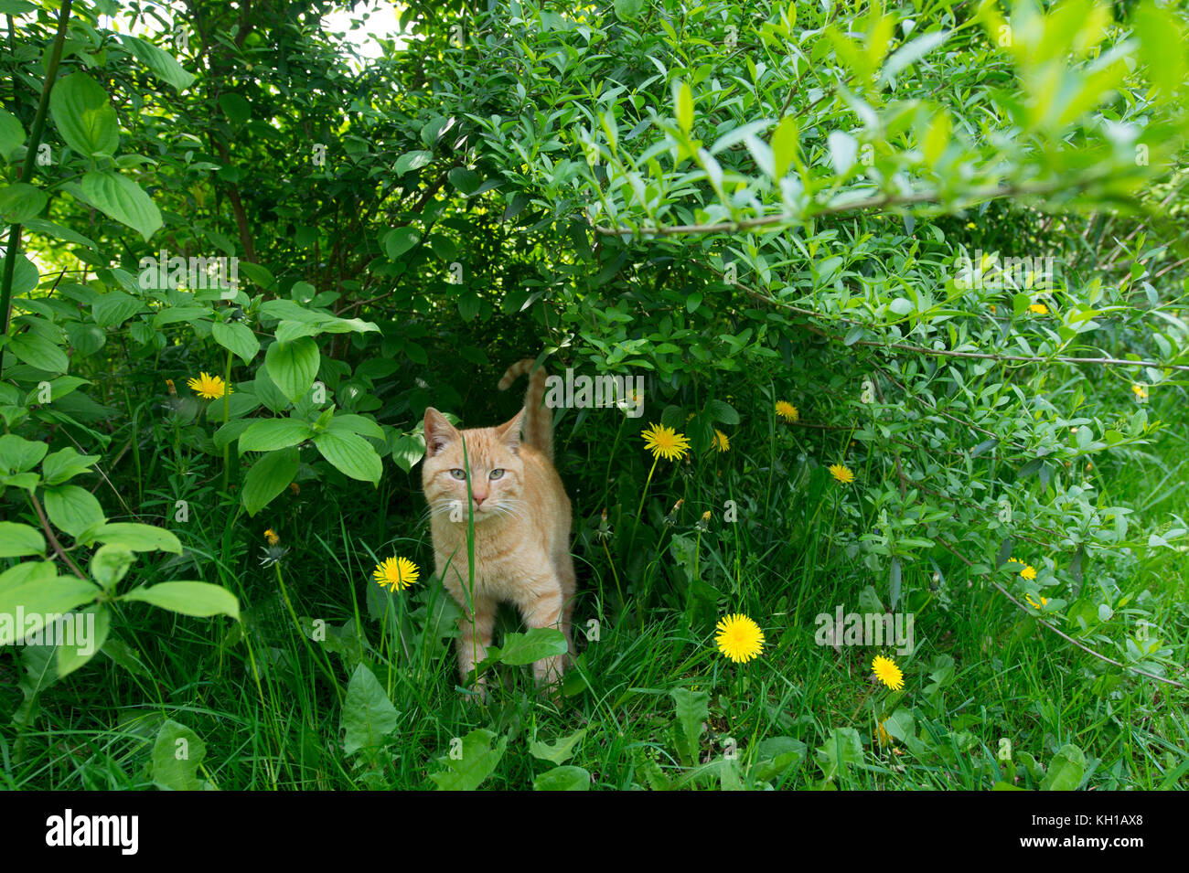 Red cat walking outside in the bushes Stock Photo - Alamy
