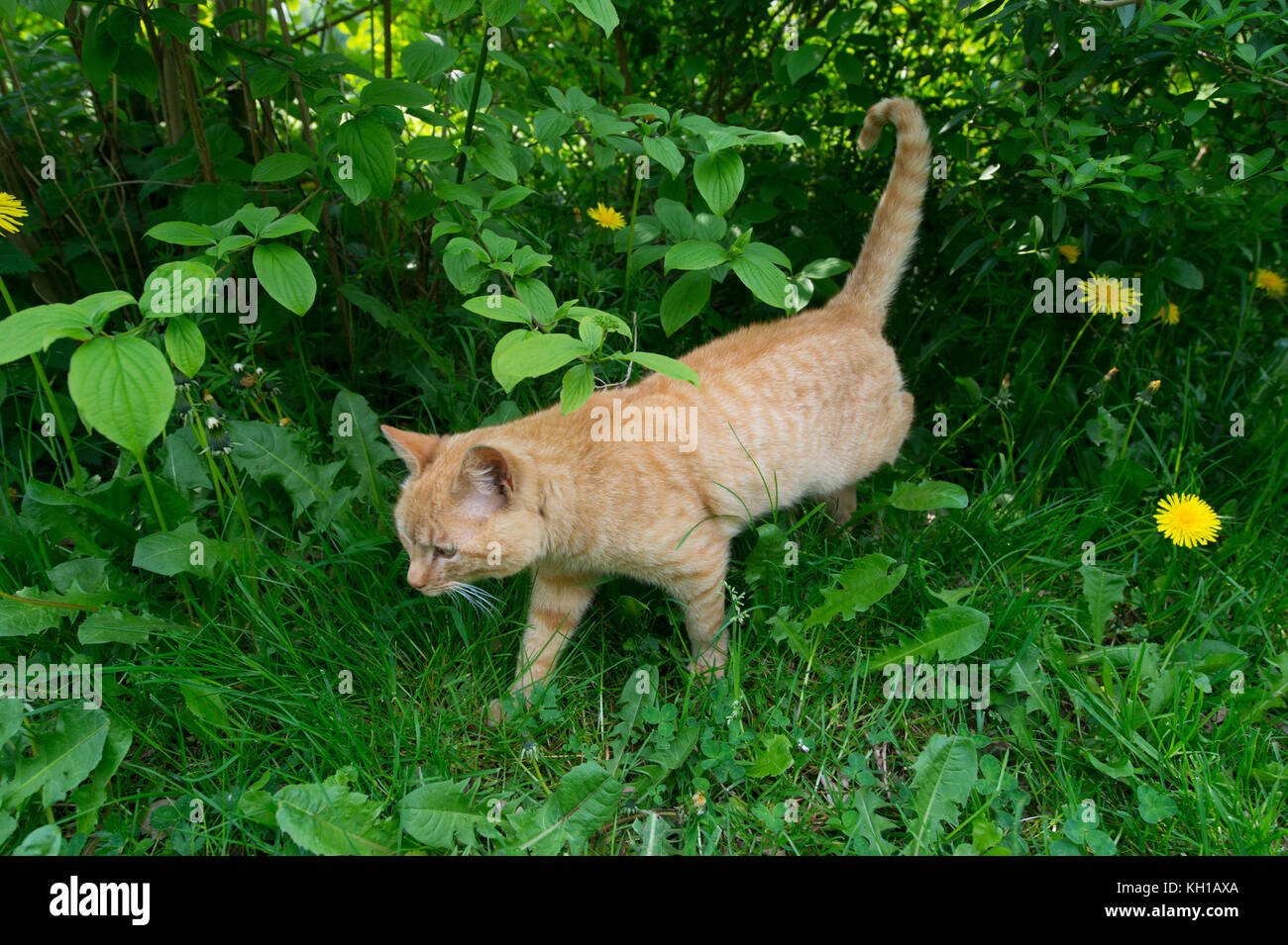Red cat walking outside in the bushes Stock Photo - Alamy